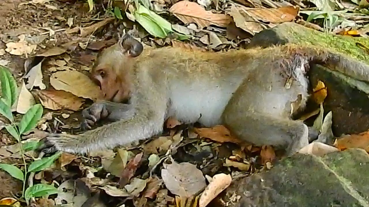 Breaking News! There is one monkey with food poison sleep on ground ...