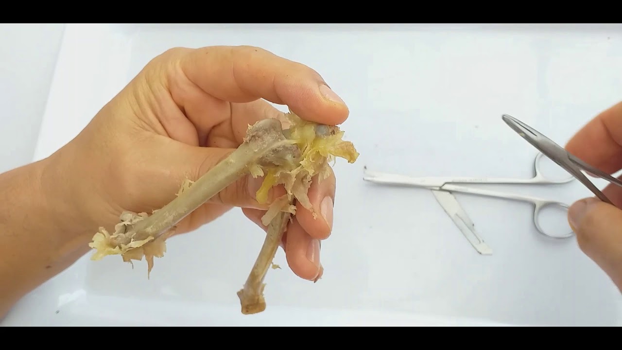 Articulaciones pernil de pollo - YouTube