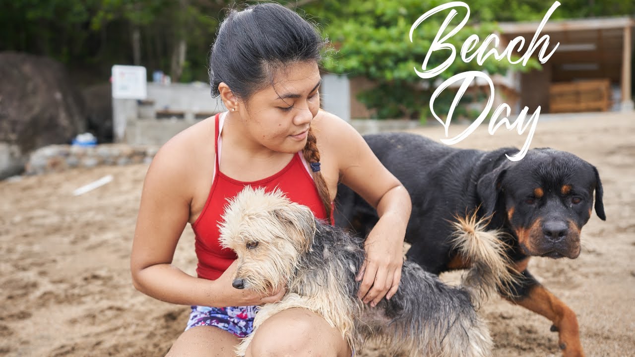 Rottweiler's & Maltipoo| Beach Day in Anse Le Raye, Saint Lucia - YouTube