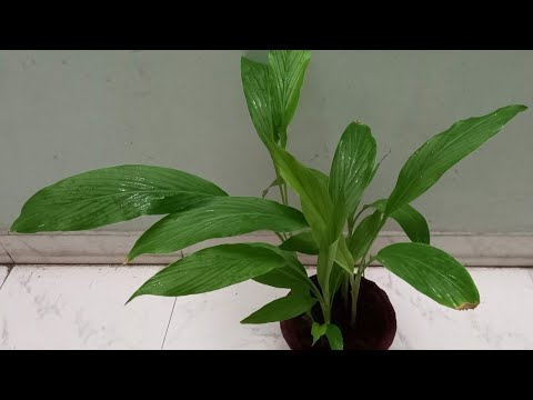 Grow Turmeric Plants-Haldi In Pot At Home/घर में लगाएं हल्दी का पौधा ...