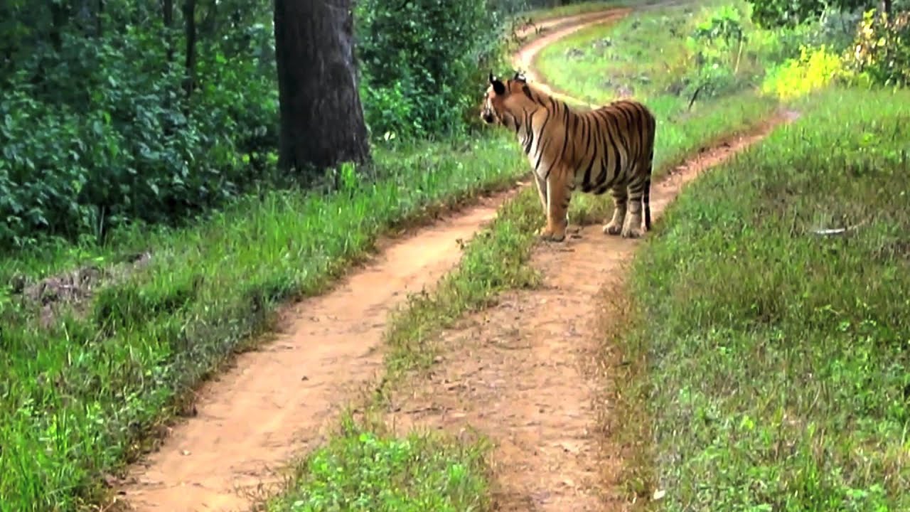 Kanha Munna Tiger - YouTube