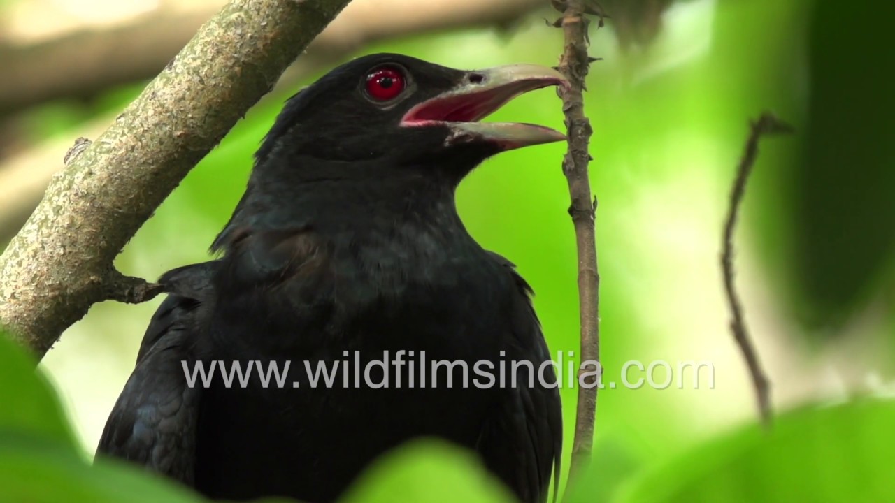 Asian Koel dissipating heat - Beaks open wide and panting - YouTube
