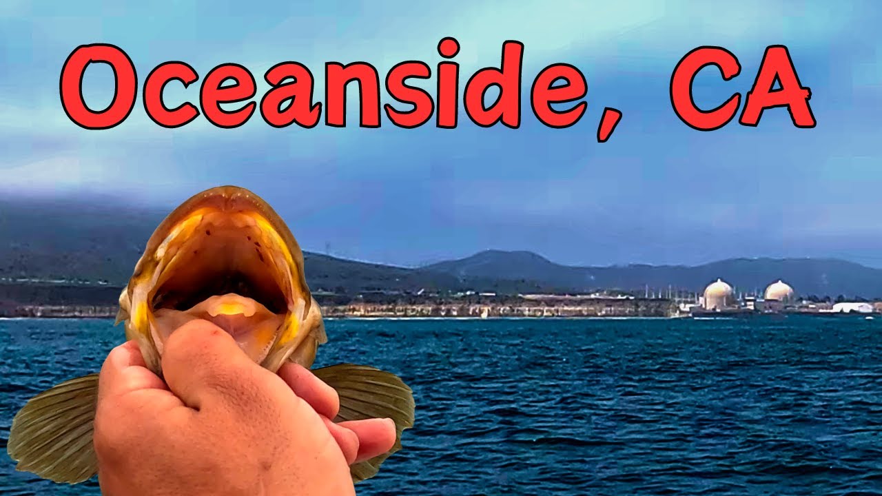 Looping one after another down in Oceanside, CA! | 50+ Fish Caught ...