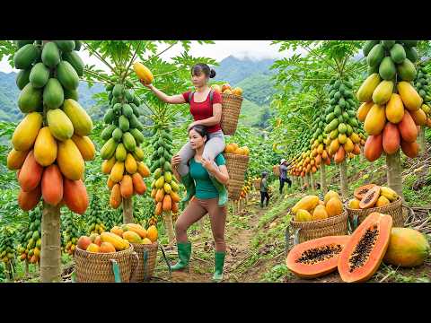 Fresh Papaya Harvesting | Picking Ripe Papaya Fruit to Sell at Countryside Market