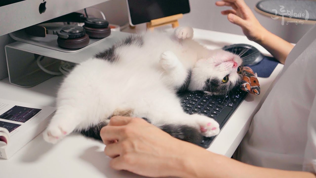 아빠 따라다니는 껌딱지 고양이 Youtube