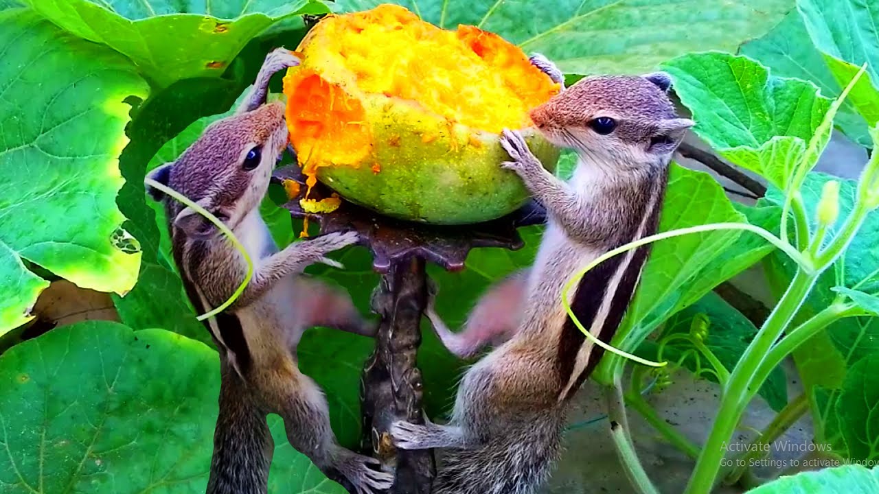 Squirrels at Play Enjoying Life's Mango with Furry Friends - YouTube