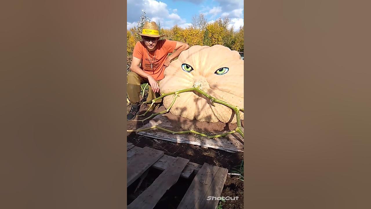 Чудо Тыква!) - YouTube