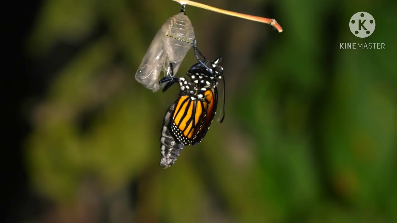 How to Grow butterflies !! - YouTube