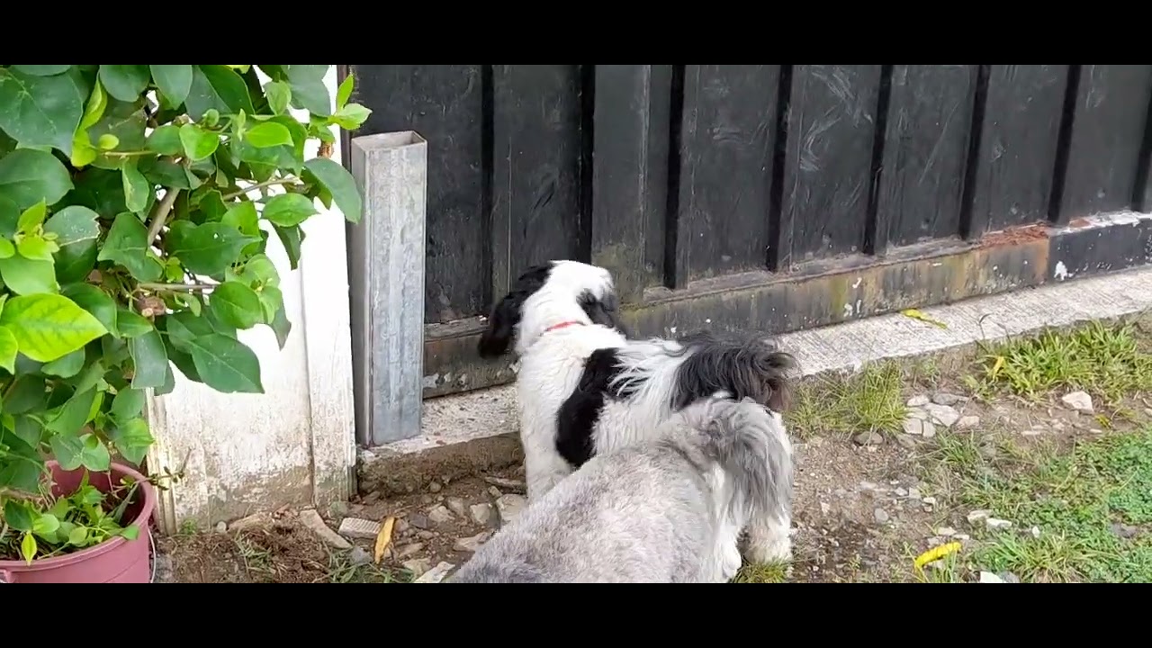 Family doing the yardwork. - YouTube