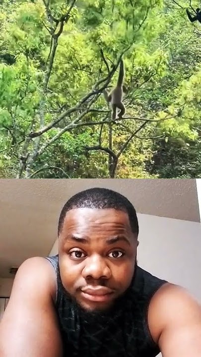 So beautiful #monkey #monkeysspinningmonkeys - YouTube