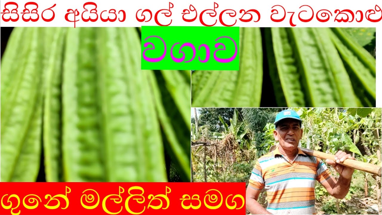 සිසිර අයියා ගල් එල්ලන හේන් වැටකොළු වගාව/watakulu - YouTube