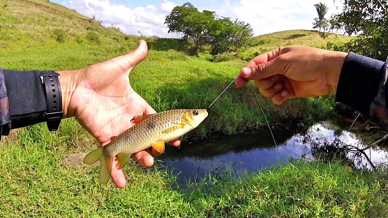 Esse riacho tá cheio de peixe. Pescaria Caipira. - YouTube