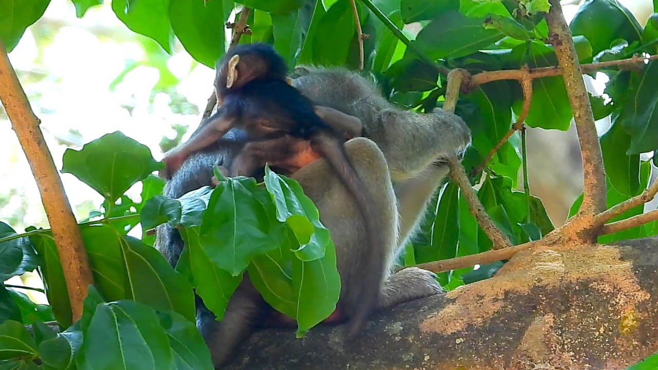 Becareful baby monkey plays on the tree with mommy. - YouTube