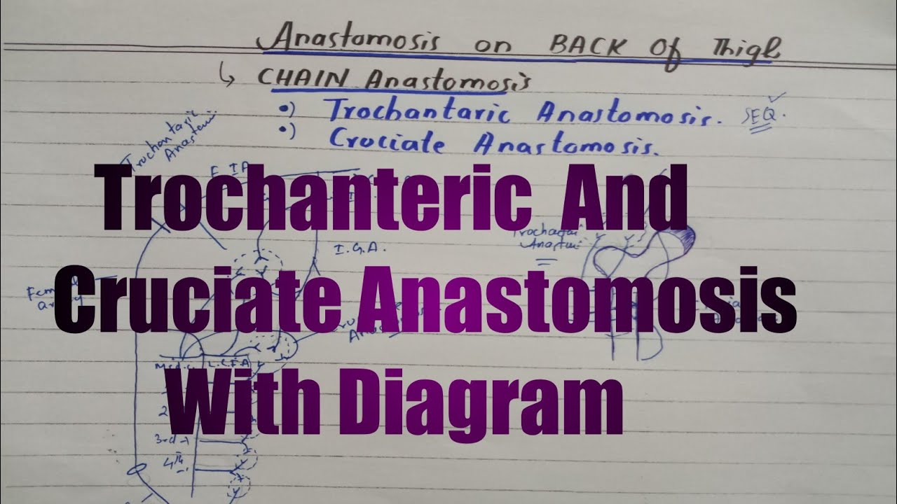 Trochanteric Anastomosis Diagram