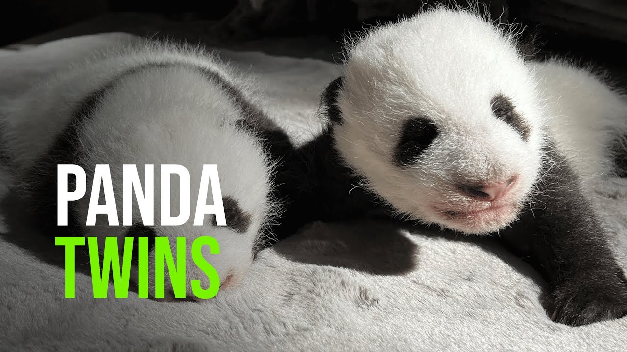 Watch Panda Twins Grow Before Your Eyes At Madrid Zoo - YouTube