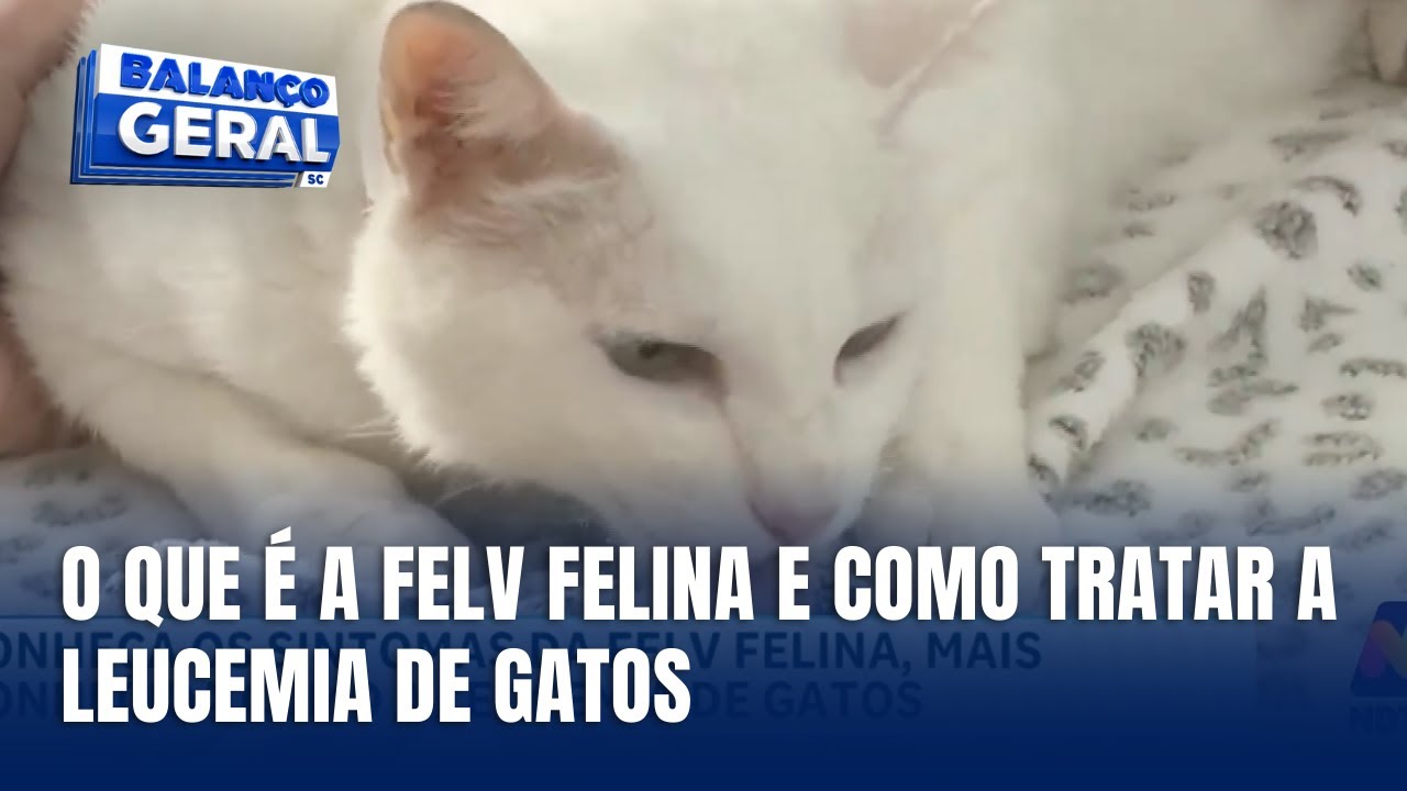 FELV felina: sintomas e tratamento da leucemia em gatos - YouTube