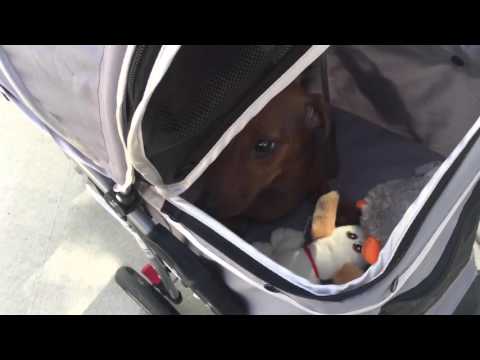 Coopers new Dog stroller