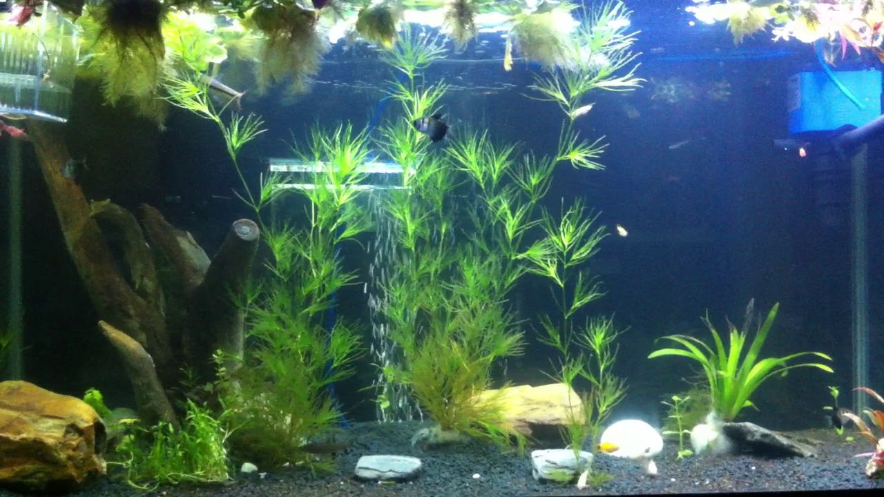 Typical Filipino Aquarium :) - YouTube