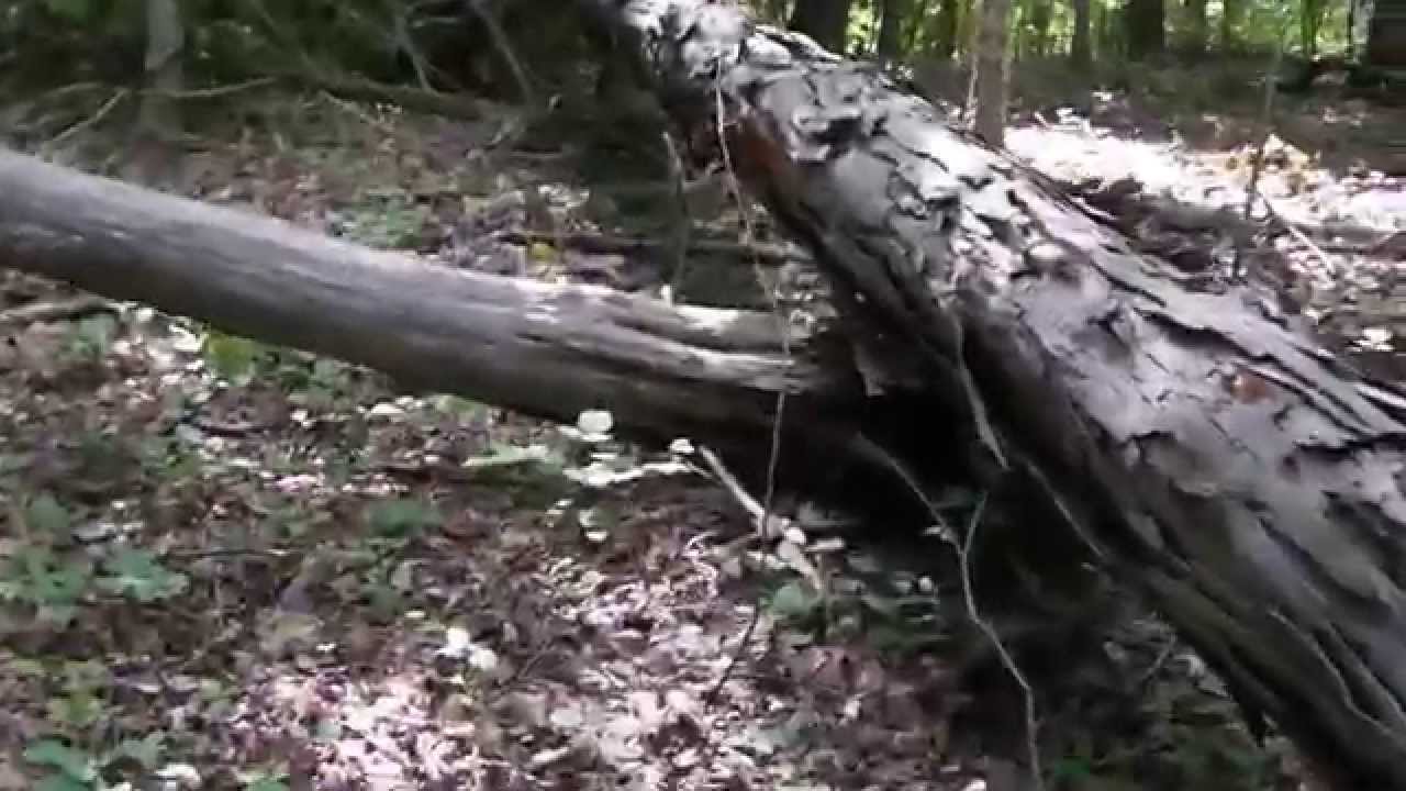 Fallen Shag Bark Hickory Tree - YouTube