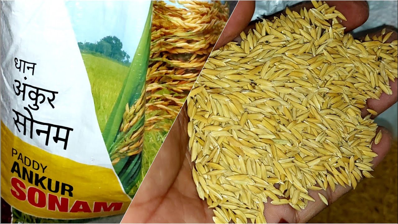 अंकुर सोनम धान | सोनम धान की पैदावार कितनी है ?| Paddy Sonam Ankur Seeds | Desi Agro |#seeds # ...