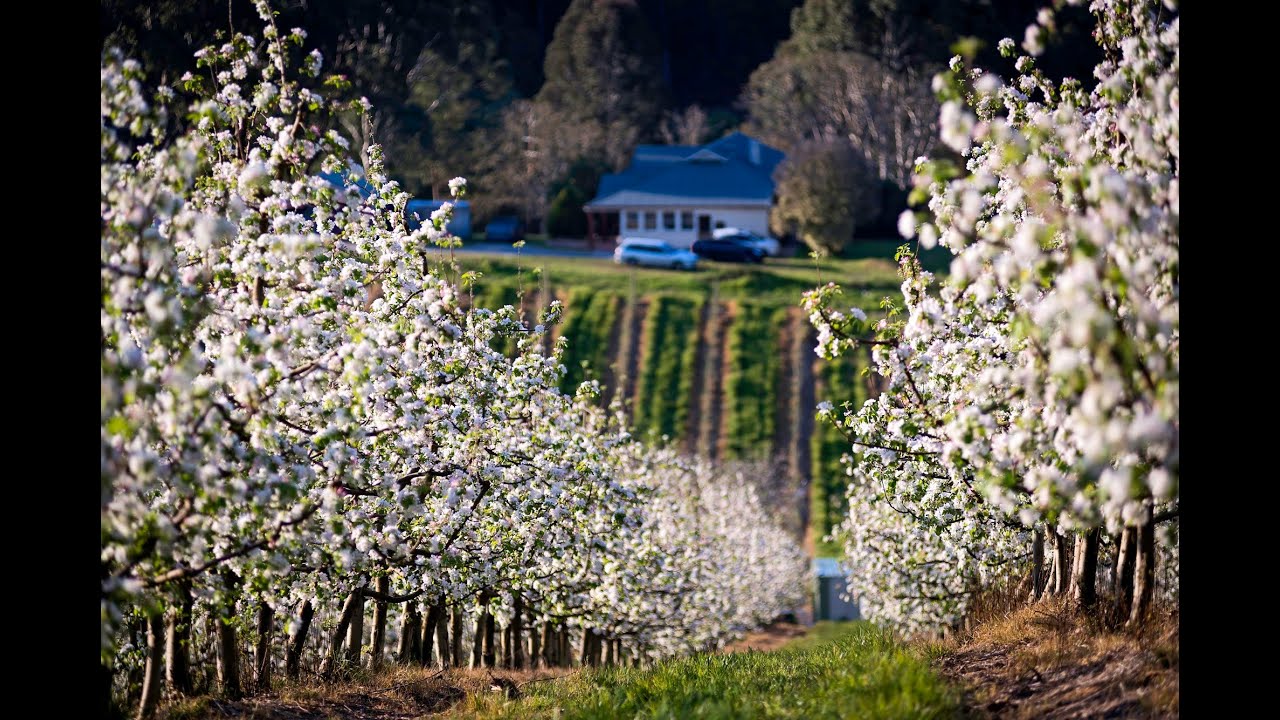 Spring Highlights in the Adelaide Hills - YouTube