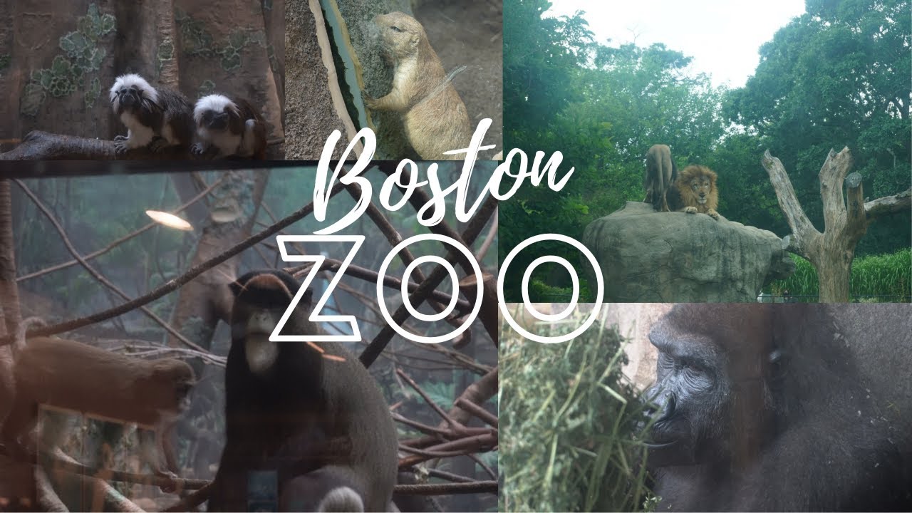 Boston Zoo - YouTube