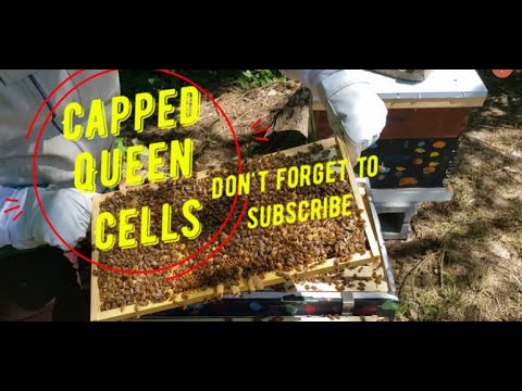 Beekeeping queen cells and queen cups Are they swarming or re-queening ...