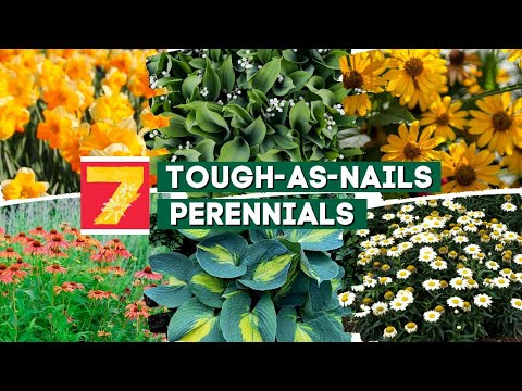 Must Have Showy Plants Perennials In Missouri
