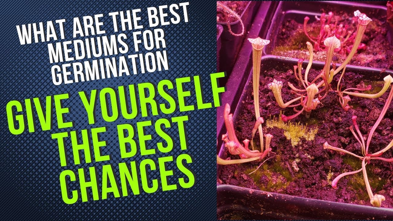 What Are The Best Mediums For Germinating Carnivorous Plant Seeds ...