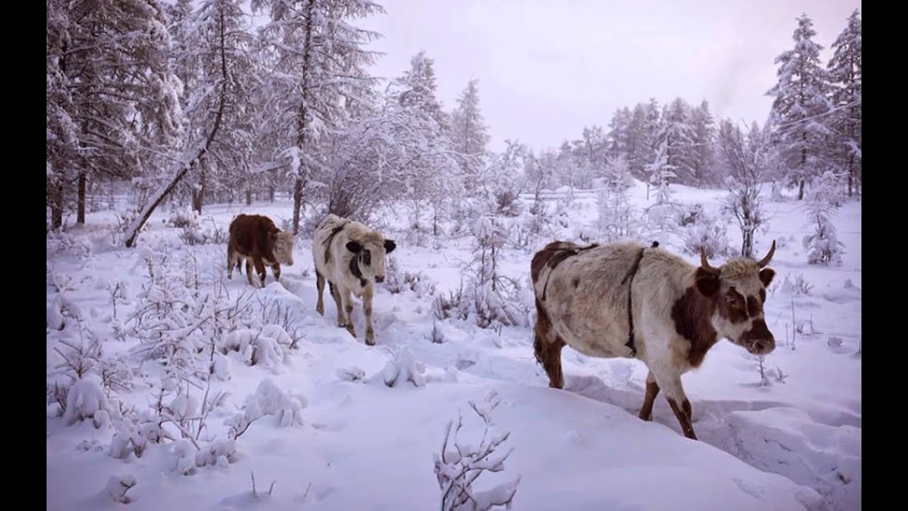 oymyakon,The Coldest Village On Earth - YouTube