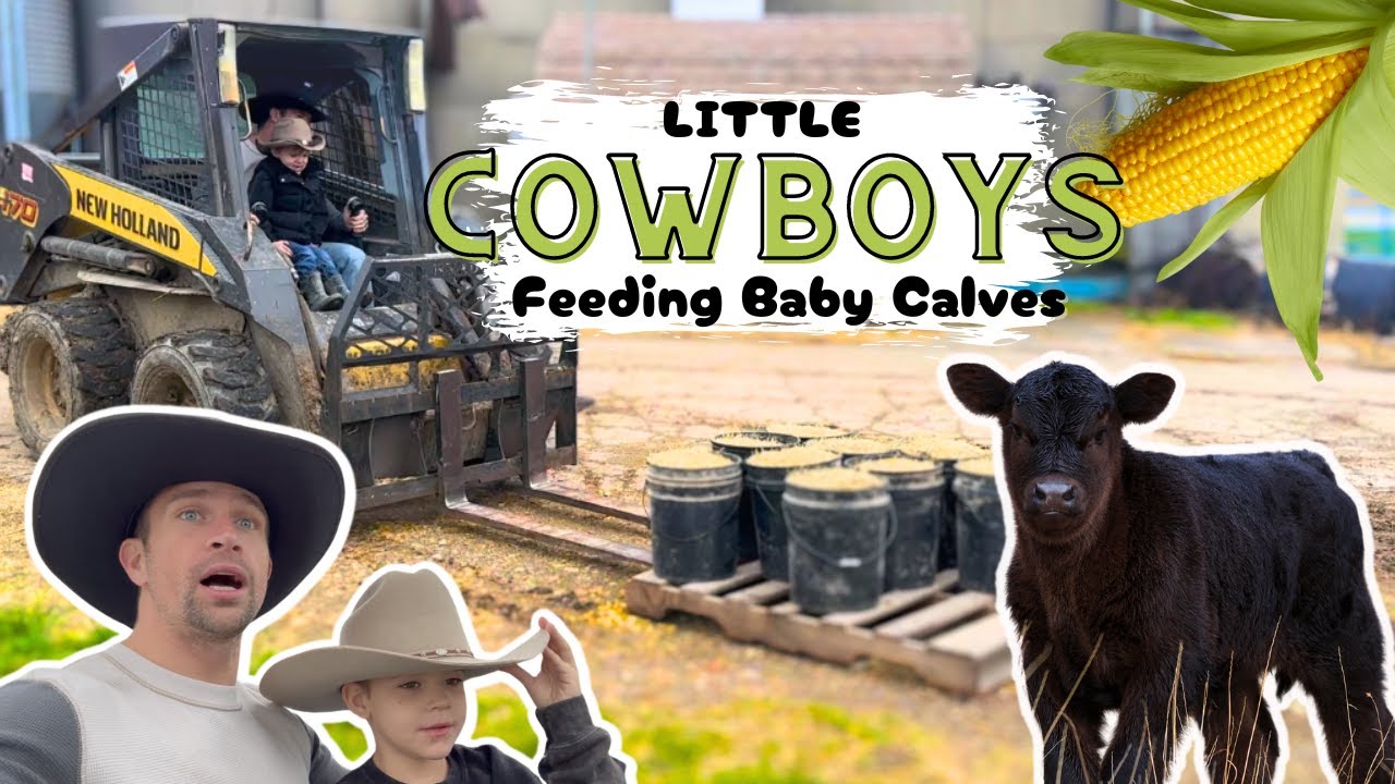 Little Cowboys Feed Baby Calves! FARMING/COW/CHILDREN LEARN/EXCAVATOR ...