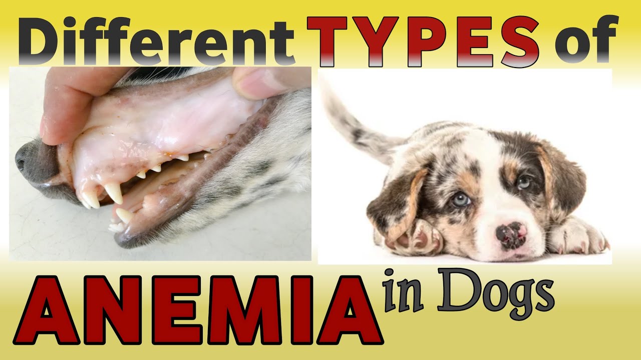 Different Types of ANEMIA in dogs #anemiaindogs #dog #anemia # ...
