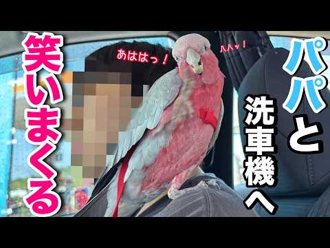オウムを2年ぶりに洗車機へ連れて行った結果こうなりました…ww【モモイロインコ】