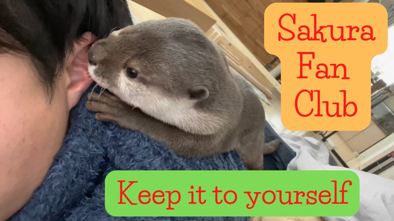 Otter Sakura... Keep it to yourself - YouTube