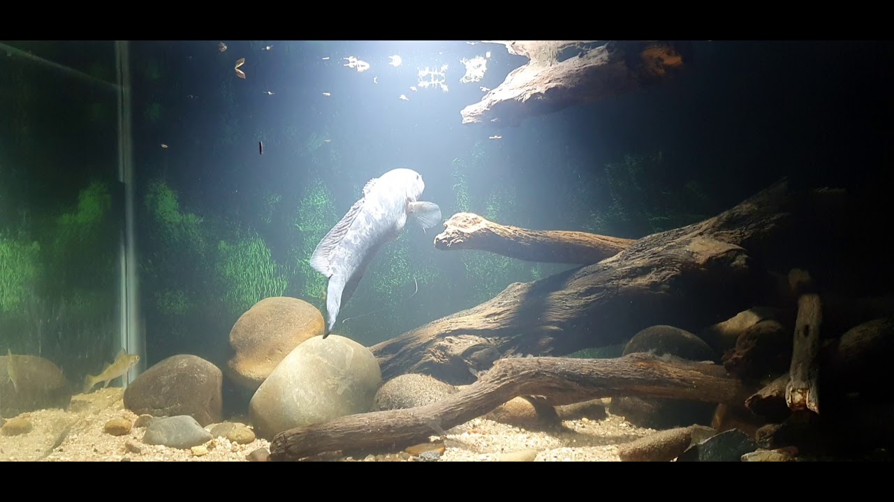 Bernie The River Blackfish Eating Bugs - YouTube