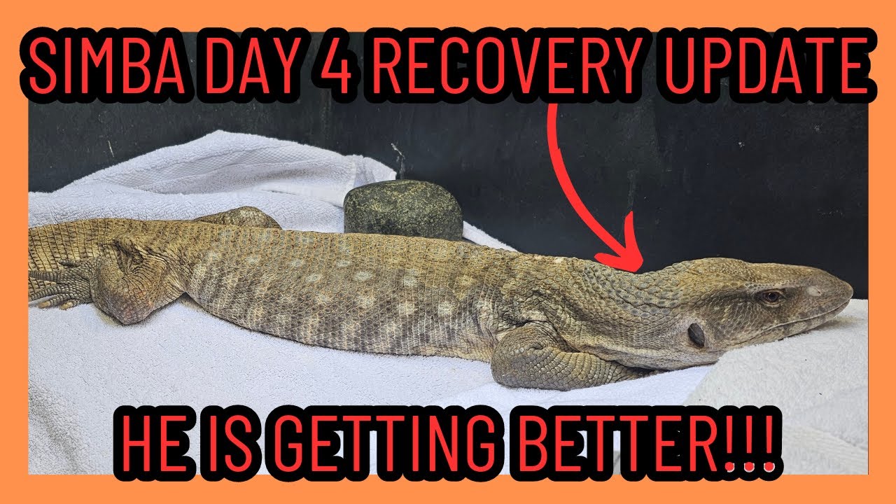 SAVANNAH MONITOR EMERGENCY SURGERY RECOVERY DAY 4 UPDATE | LIZARD ...