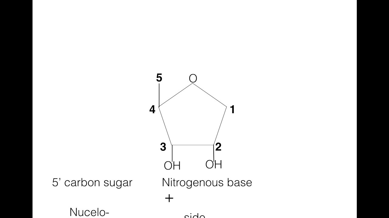 Formation of a nucleoside and nucleotide - YouTube