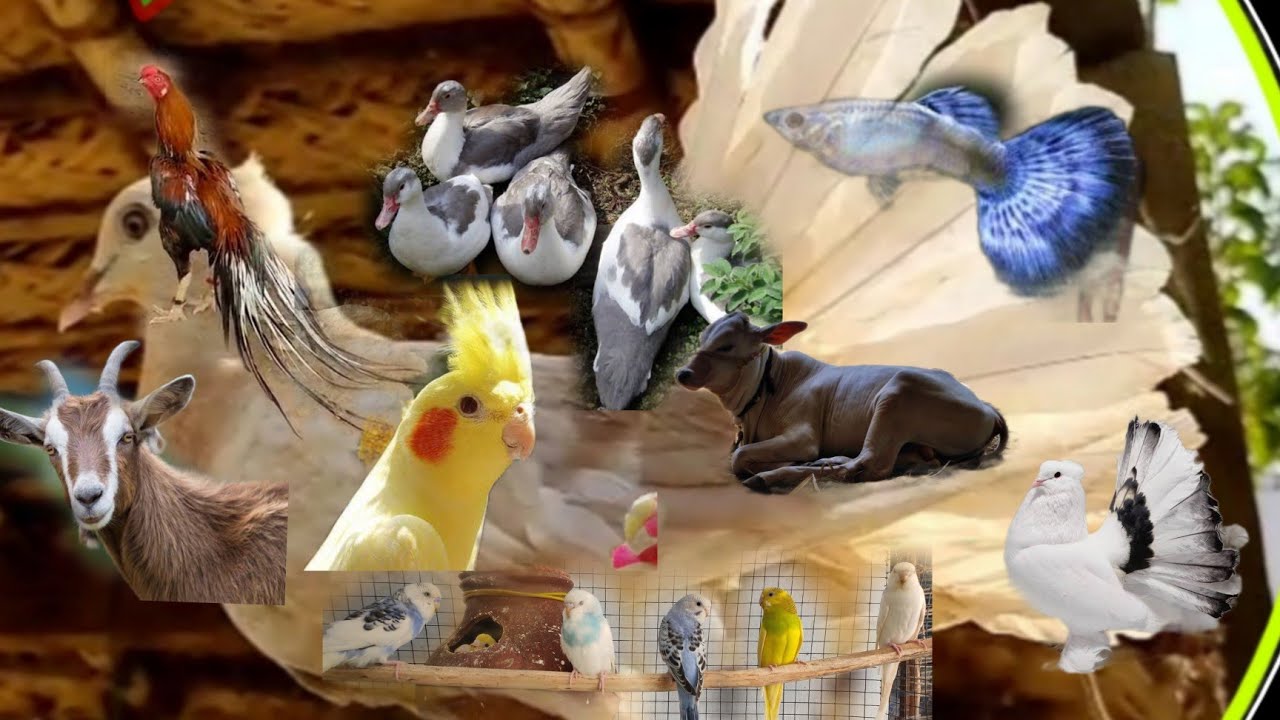 All my pets in one vidoe // farm update // integrated farm - YouTube