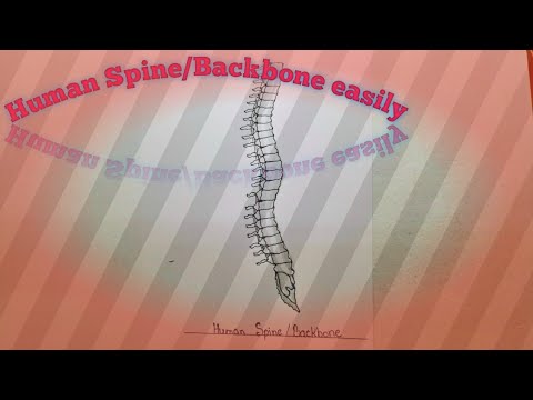 How to draw Human Spine /Backbone very important diagram very simple ...