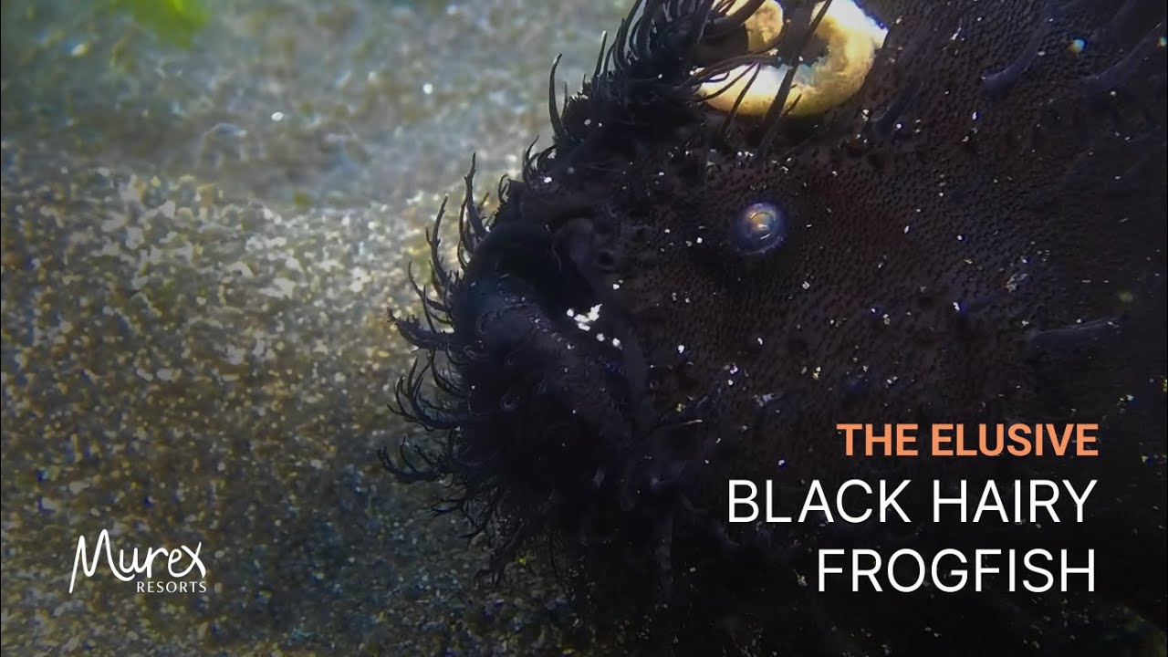 Ninja of the Sea | Black Hairy Frogfish Revealed! - YouTube