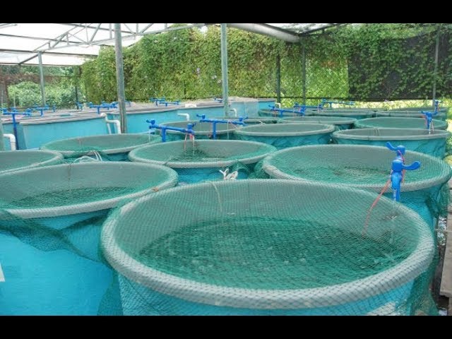 Greenhouse Fish Farming In Kenya An Oasis In The Desert: Greenhouses