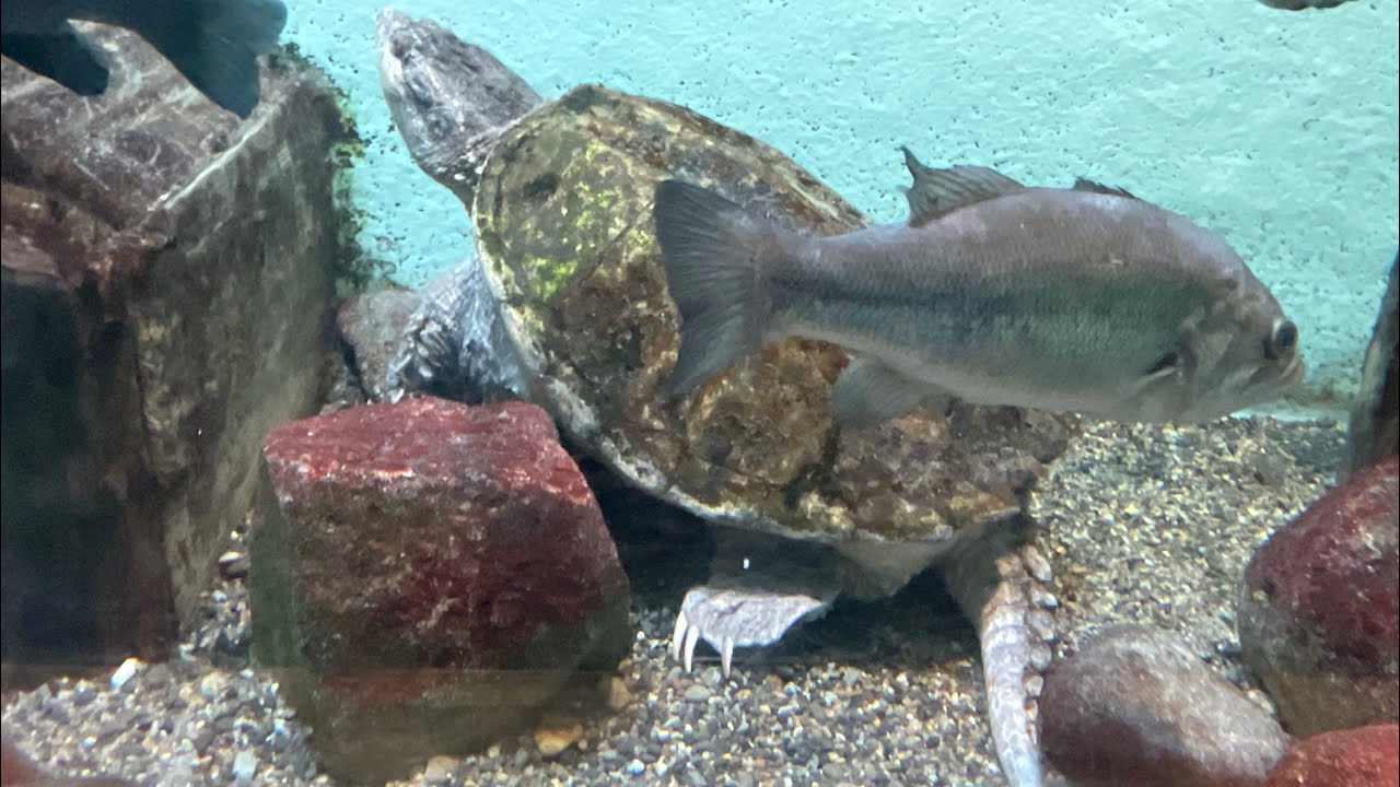 Common Snapping turtle,Large mouth bass,Blue gills,Carps and more ...