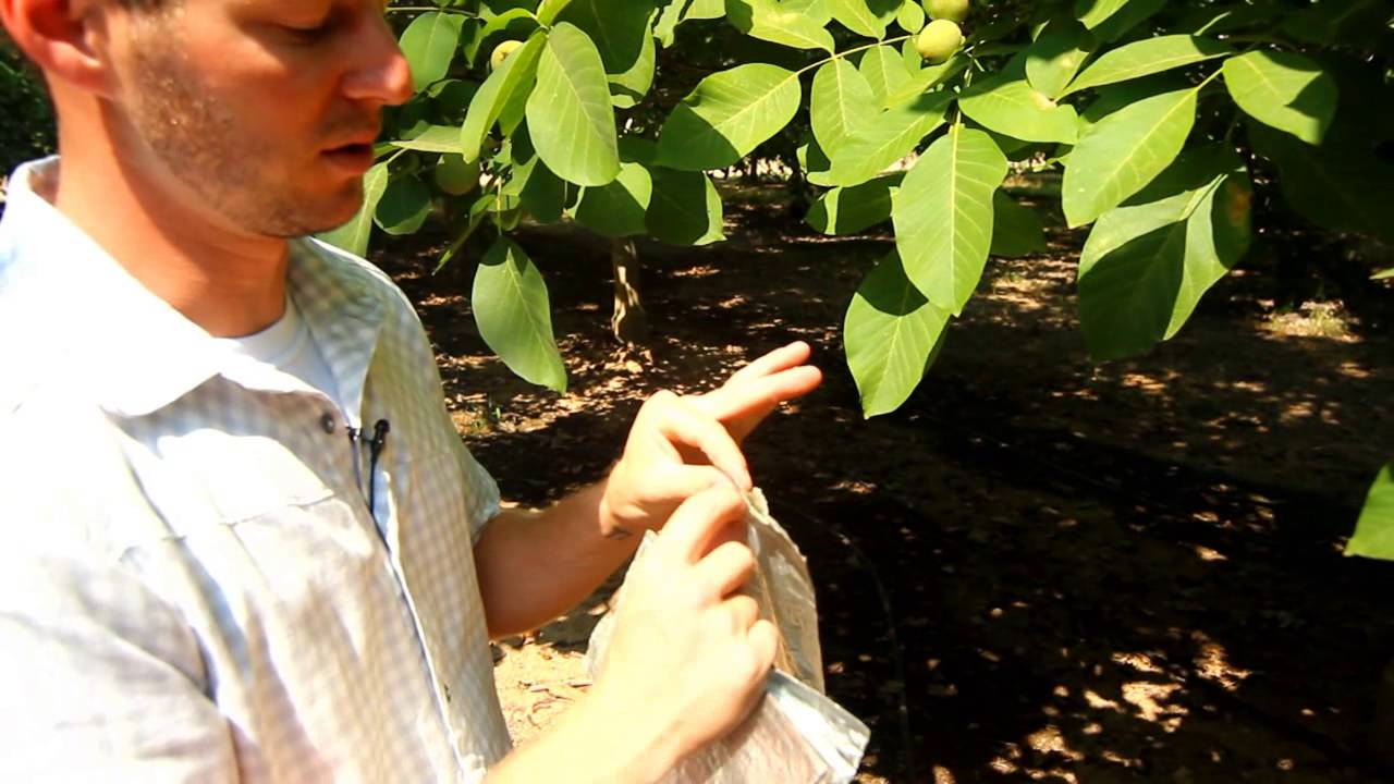 Pressure Bomb Express Walnuts - YouTube