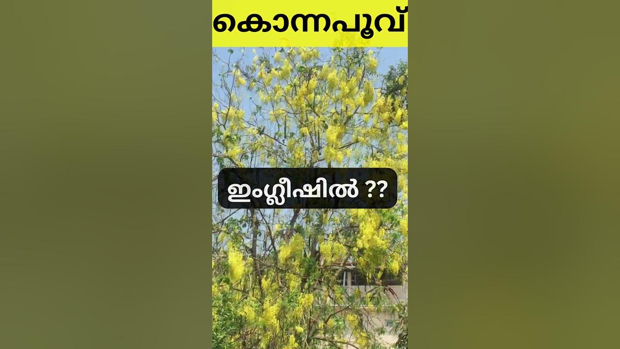കൊന്നപൂവ് - ഇംഗ്ലീഷ് പേര് ??VISHU 2023| Vishu Kani | Kani Konna ...
