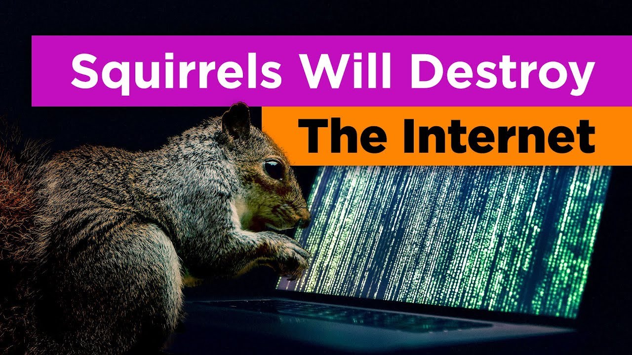 Why Squirrels Are the Greatest Threat to the Internet (Feat. Tierzoo)