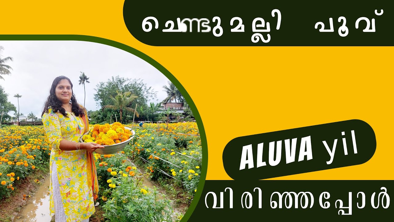 Aluvayil Chendumalli MariGold poothapol - YouTube
