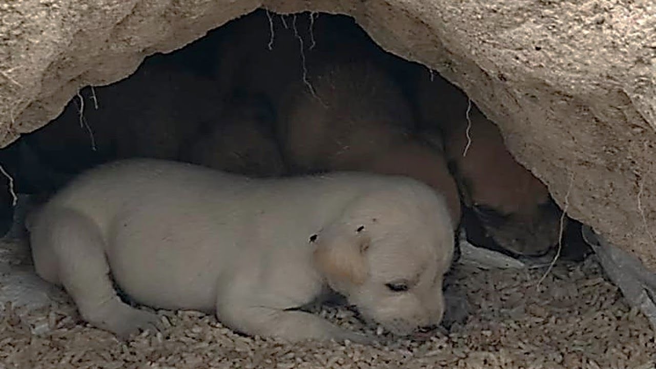 Rescue Puppies Spend Full Life In Cave Area–Finally Provided Food ...