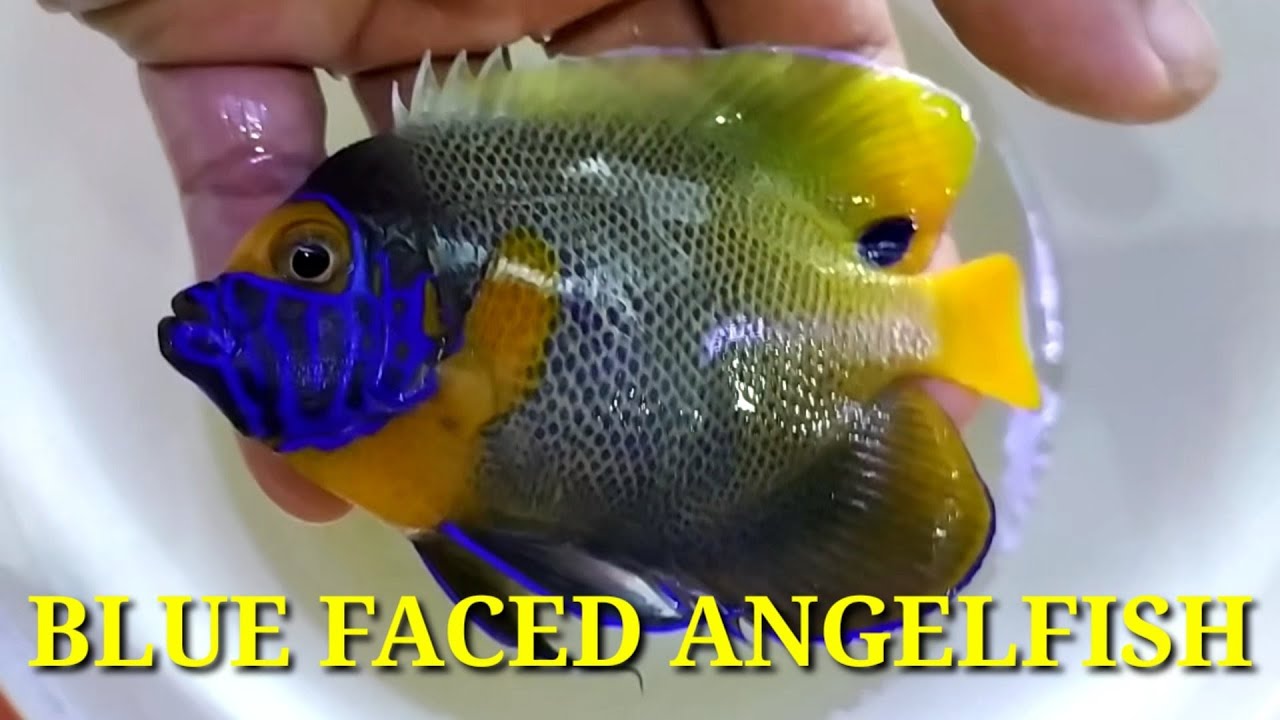 MASUKIN ANGEL NAPOLEON/ BLUE FACED ANGELFISH KE FO TANK - YouTube