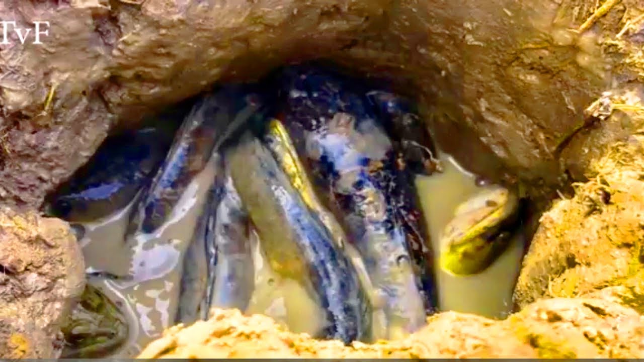 Great to find catch a lot of fish in the underground hole - YouTube