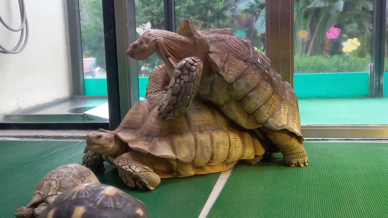 Tuen Mun Reptile Museum - YouTube